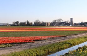 Bollenvelden in Nederland - Bollenstreek