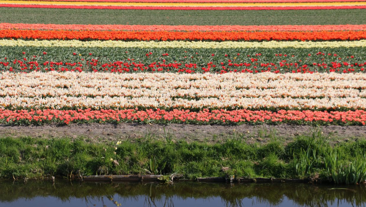 Flower Map | Waar bloeien de bollenvelden bij Keukenhof? - Bollenstreek