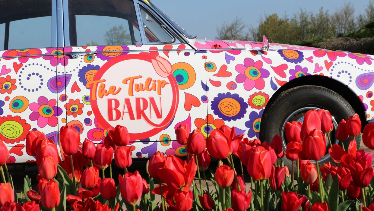 Take the coolest tulip photos at The Tulip Barn in Hillegom