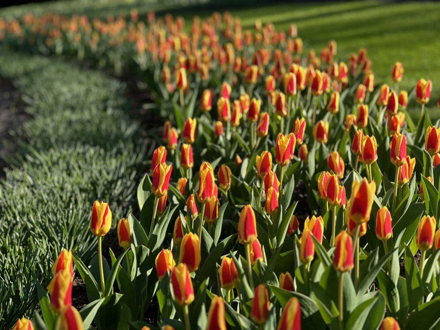 Wanneer bloeien de bloemenvelden in Nederland?