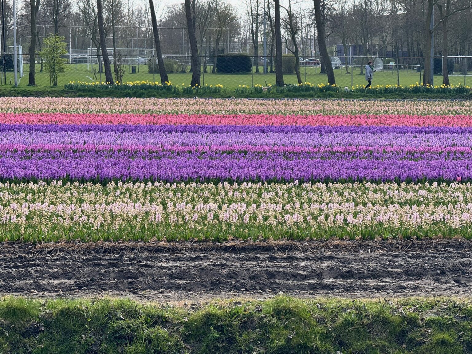 Wanneer bloeien de bloemenvelden in Nederland?