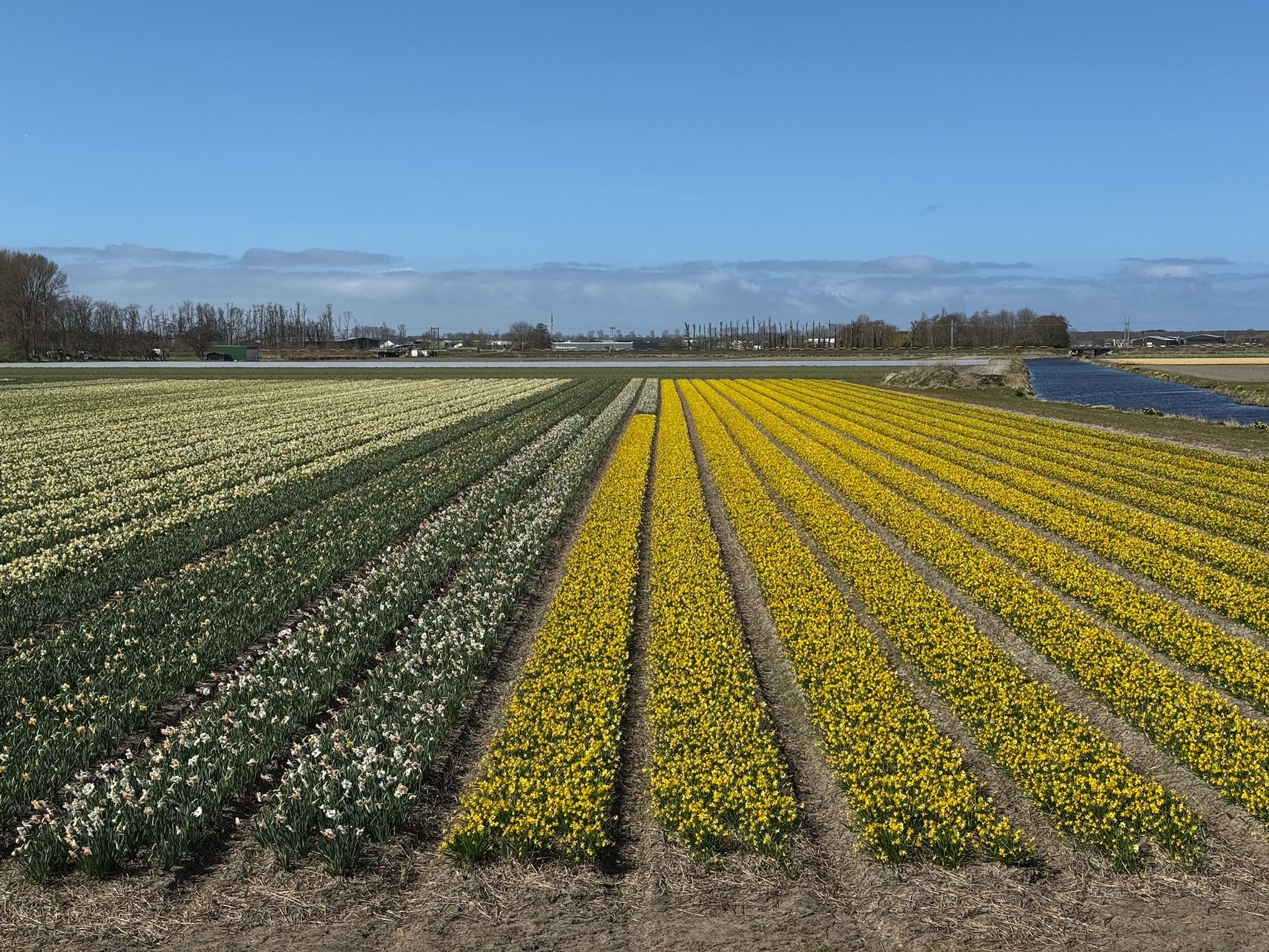 Wanneer bloeien de bloemenvelden in Nederland?