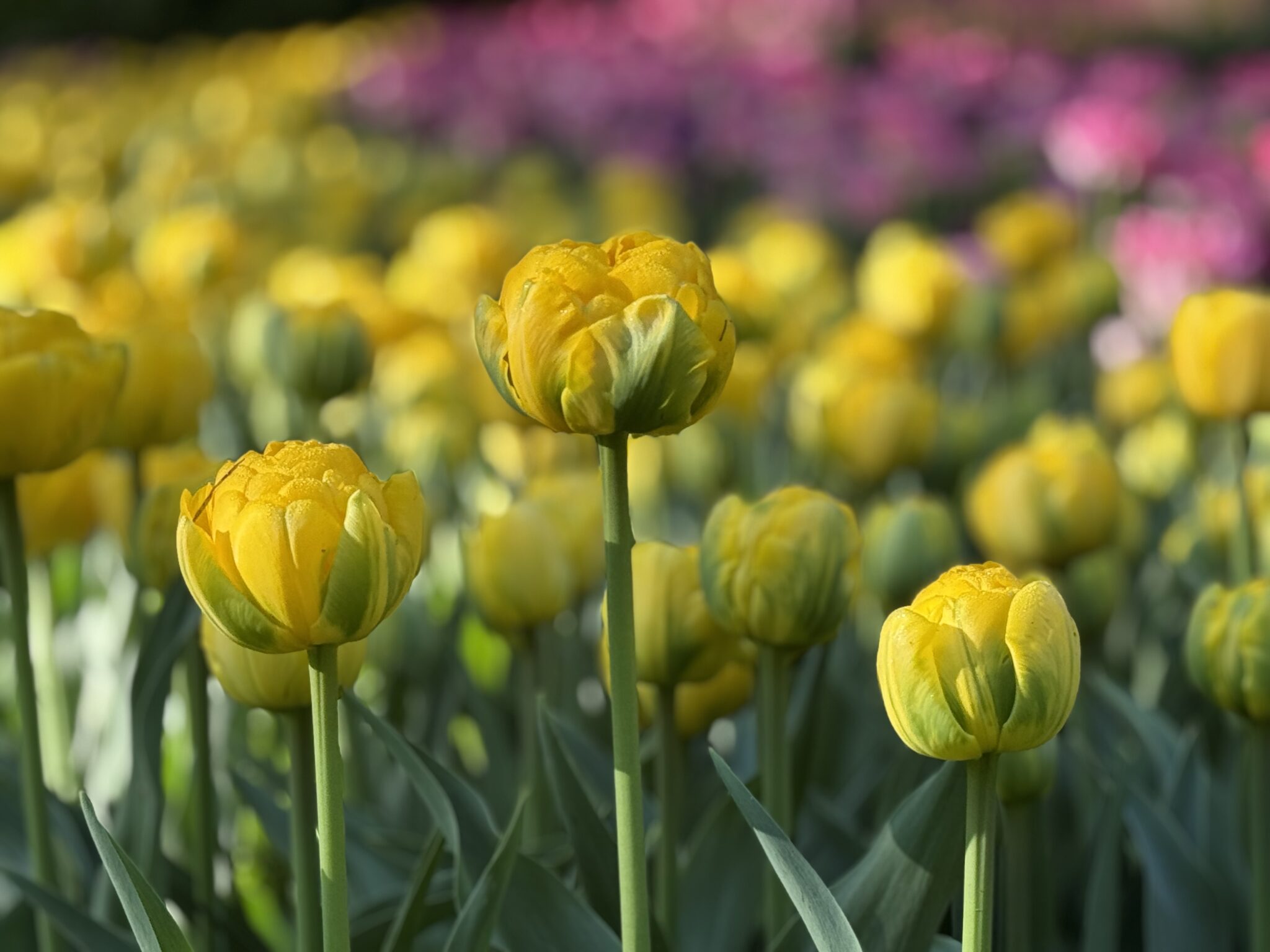 Wanneer bloeien de bloemenvelden in Nederland?