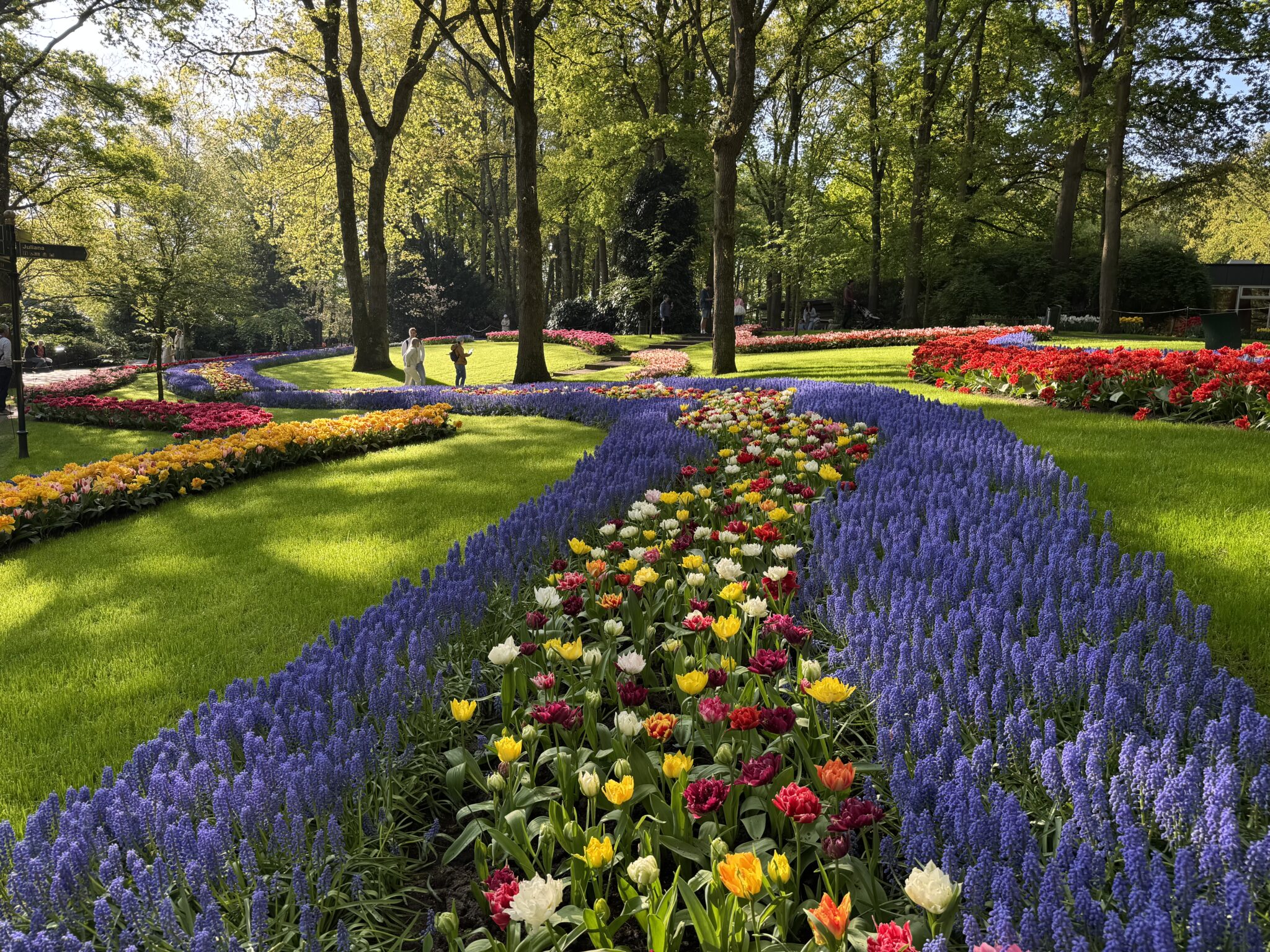 Wanneer bloeien de bloemenvelden in Nederland?