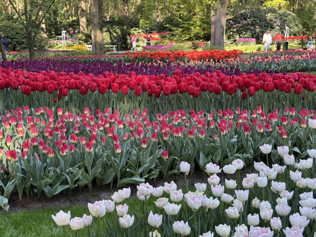 Wanneer bloeien de bloemenvelden in Nederland?