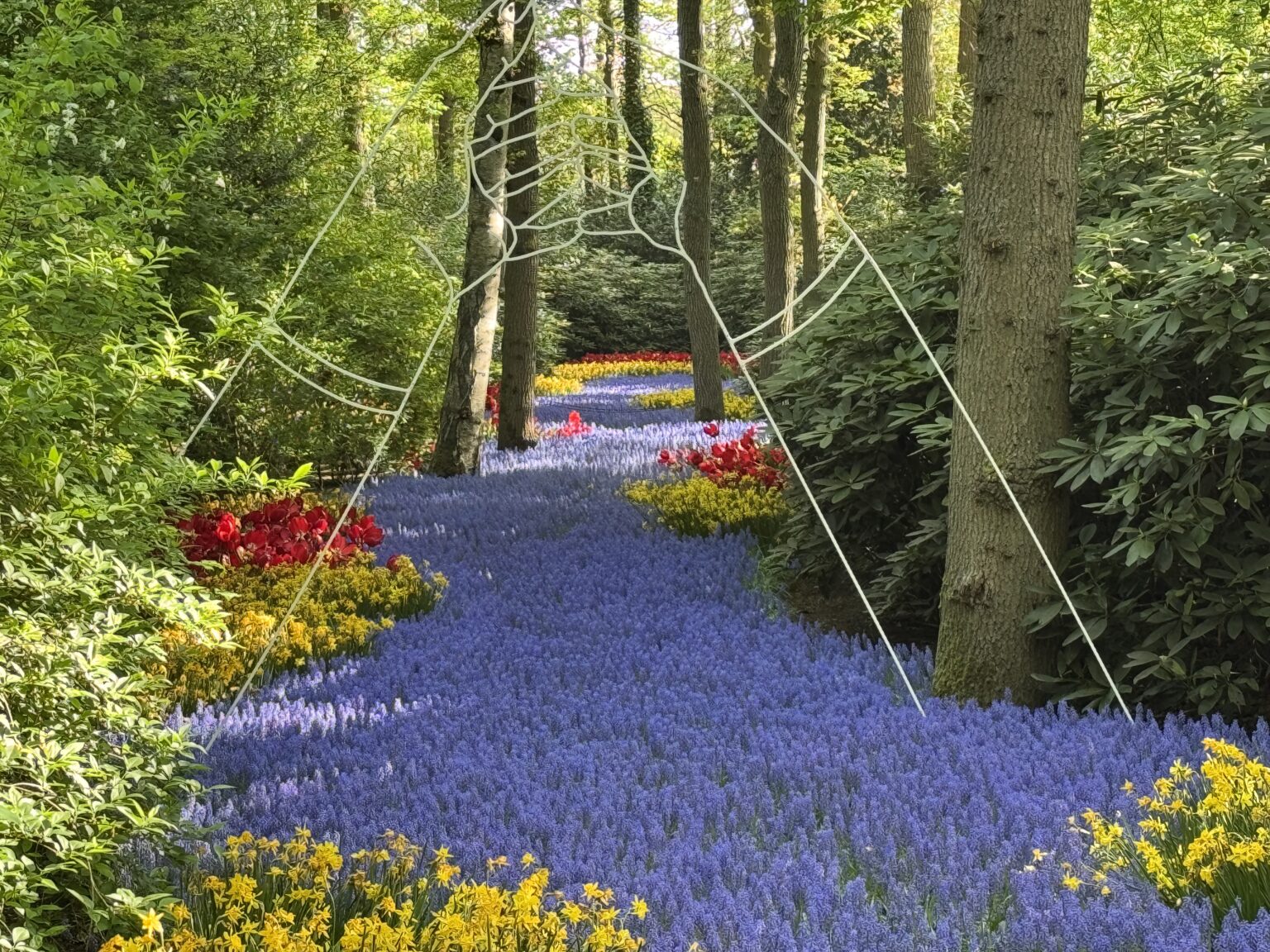 Wanneer bloeien de bloemenvelden in Nederland?